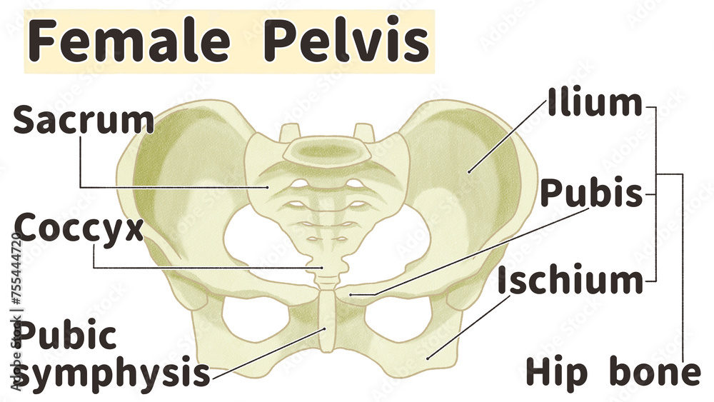 Female pelvis anatomy front view Labeled diagram PNG Stock Illustration | Adobe Stock