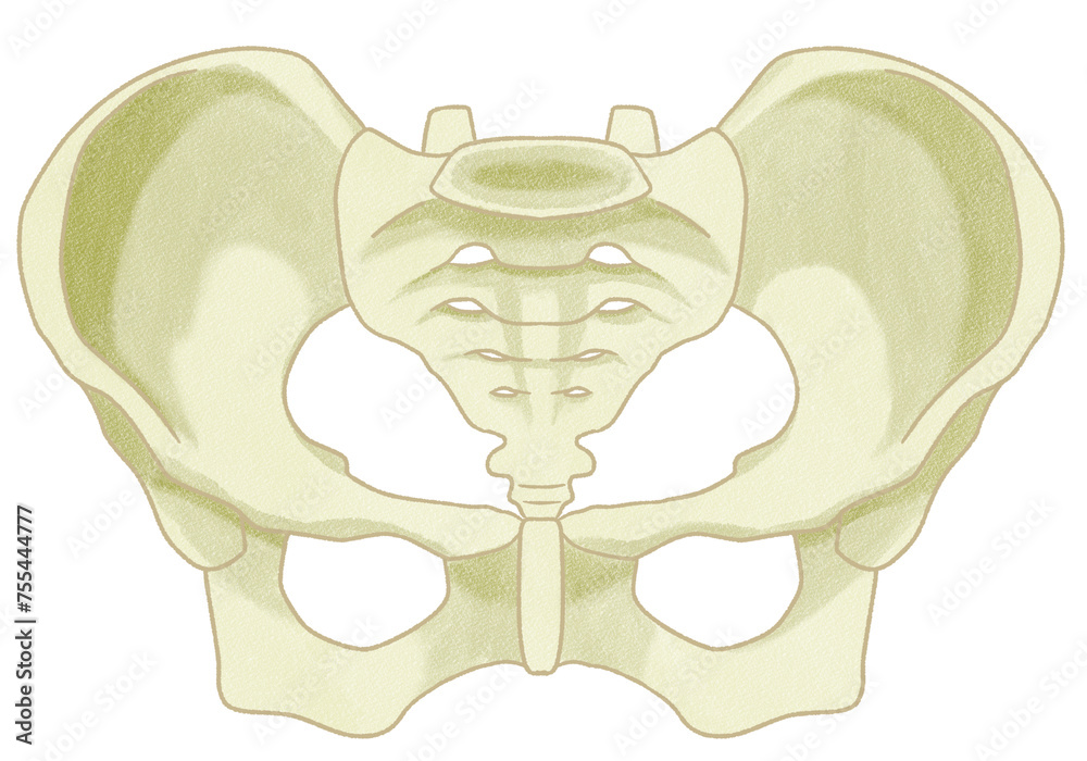 Blank female pelvis anatomy front view Unlabeled diagram transparent ...