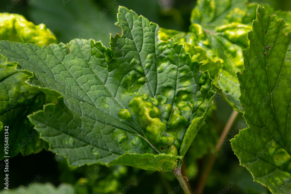 Leaf of red currant bush infected with pests - gallic aphid ...