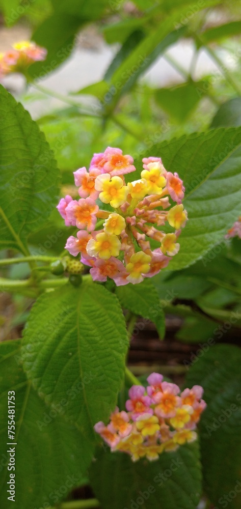 Name - Beautiful Wild Lantana Flower, Description - Flower leaves and ...