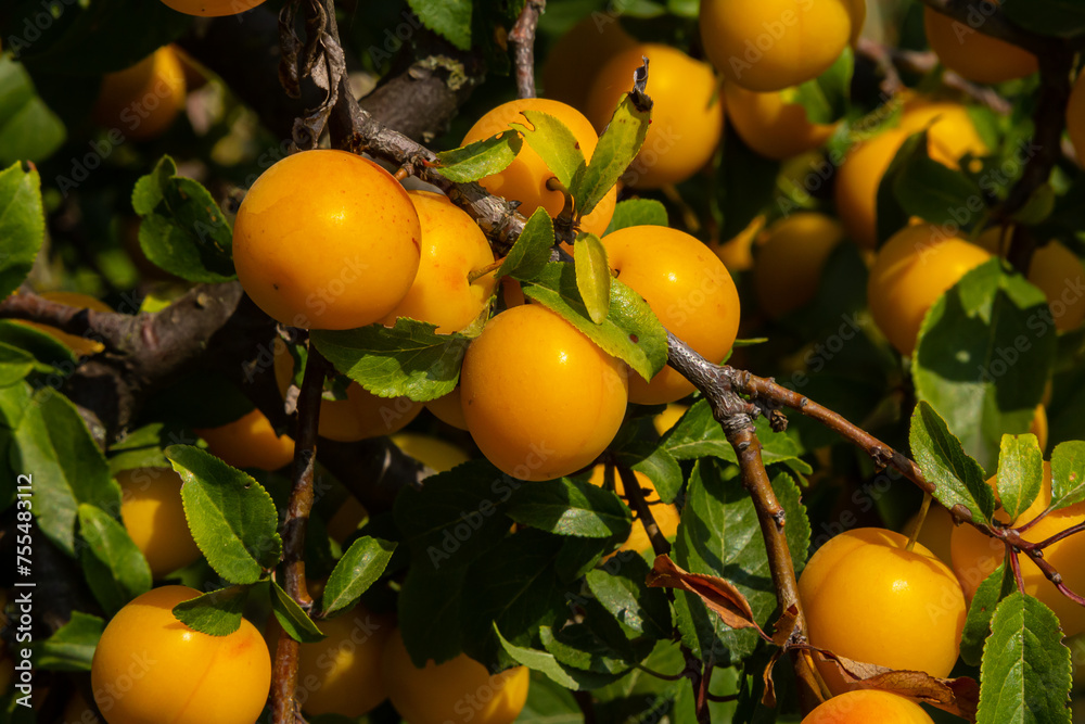 Ripe plums on green branches in the garden. A few fresh juicy round red ...
