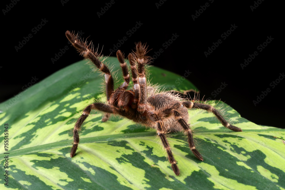 chaco golden knee gramostola pulcrips raises a leg on the leaf Stock ...