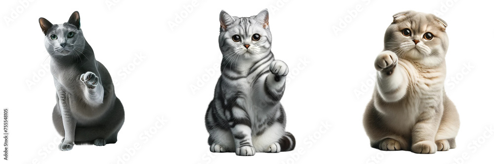 Russian Blue, Scottish Fold, and American Shorthair Cats in a Beckoning ...