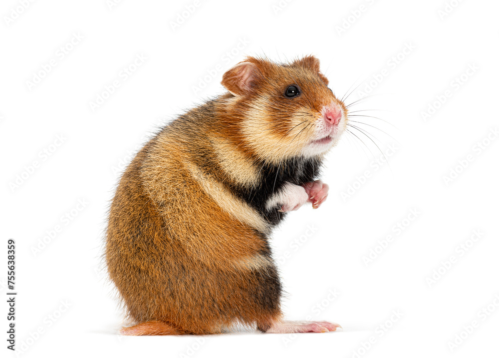 Side view of a European hamster On its hind legs, Cricetus cricetus ...