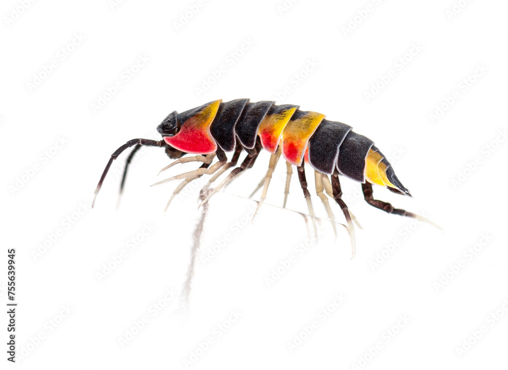 Side view of a Tricolor Merulanella Specie walking away, invertebrate ...