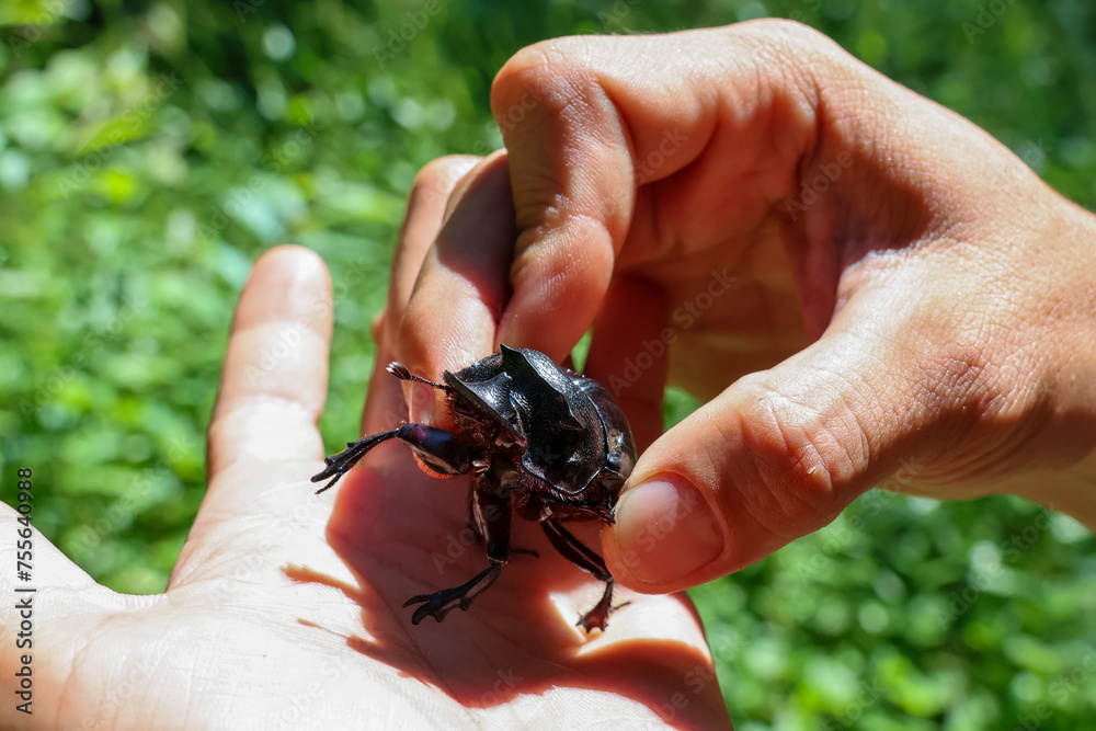 selective focus, a large black dung beetle in hand close up dung beetle ...