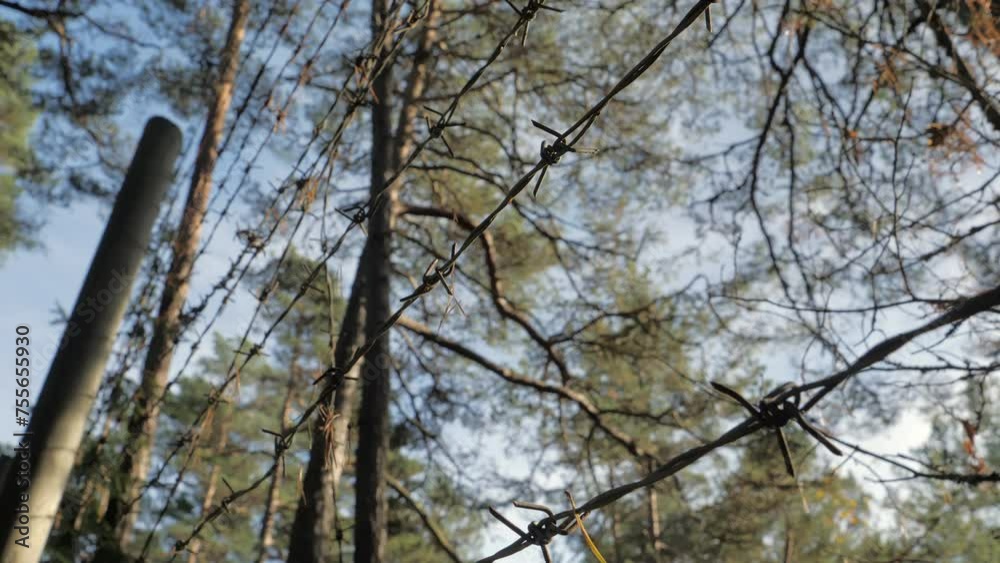 The trees on the forest with the barbed wires on the guarded land and ...