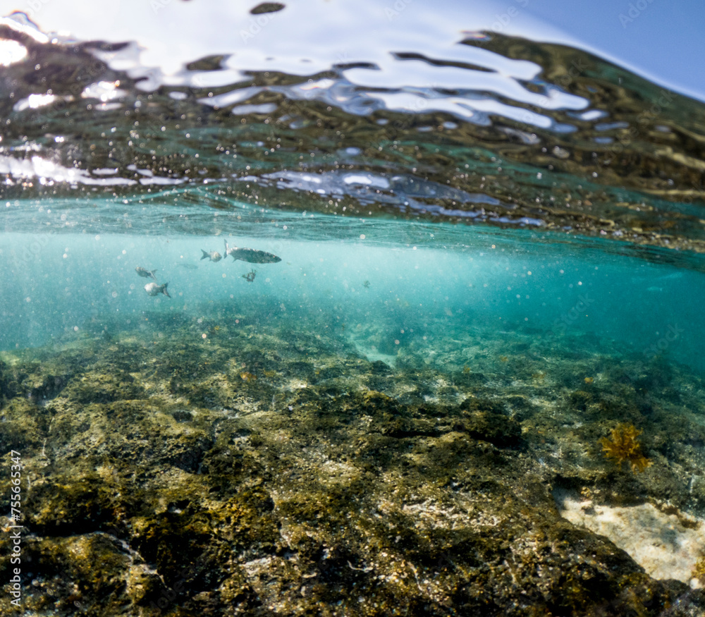 Fish swim in the clear, sunlit waters near the rocky seabed, with the ...