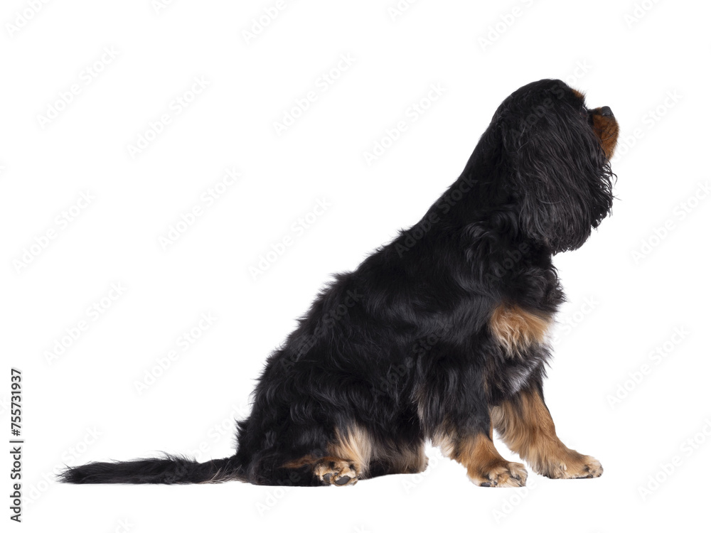 Pretty Cavalier King Charles Spaniel dog, sitting up side ways. Looking ...