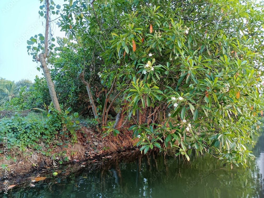 Cerbera odollam is a tree species in the family Apocynaceae commonly ...