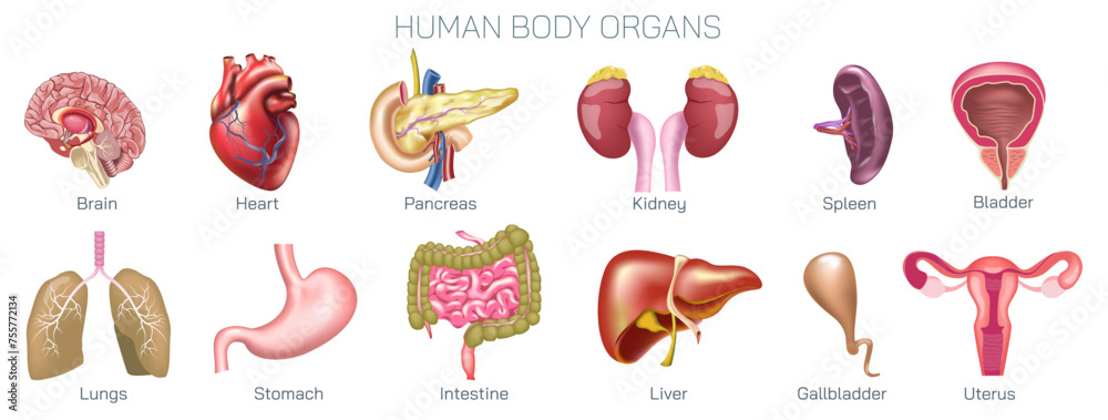 Vecteur Stock Realistic human body inside organs vector illustration ...