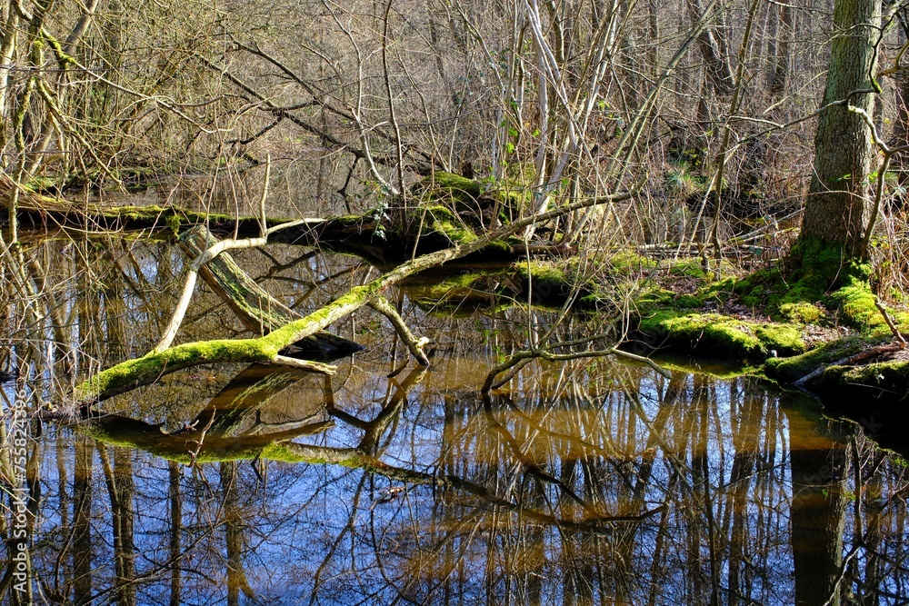 Sumpflandschaft im Wald mit Baumen uns Wasser Stock Photo | Adobe Stock