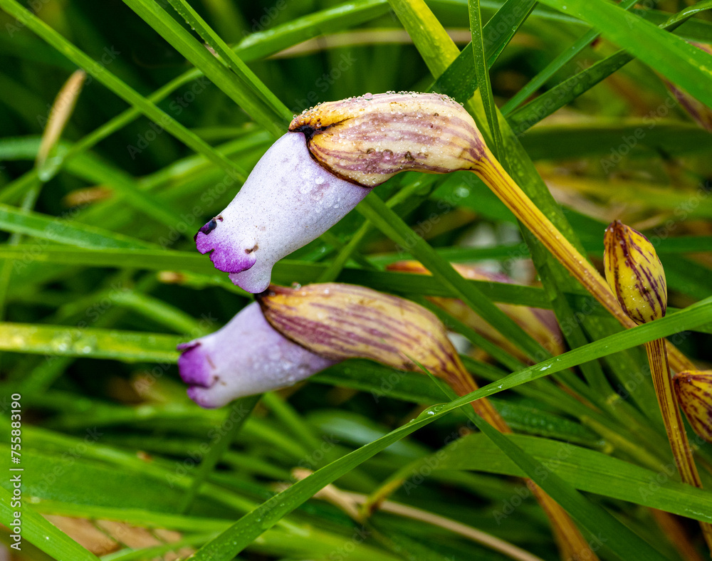 Aeginetia indica, commonly known as Indian broomrape or forest ghost ...