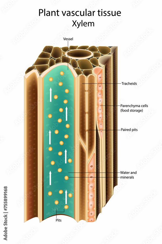 Plant vascular tissue Xylem. Cross section showing vascular bundles ...