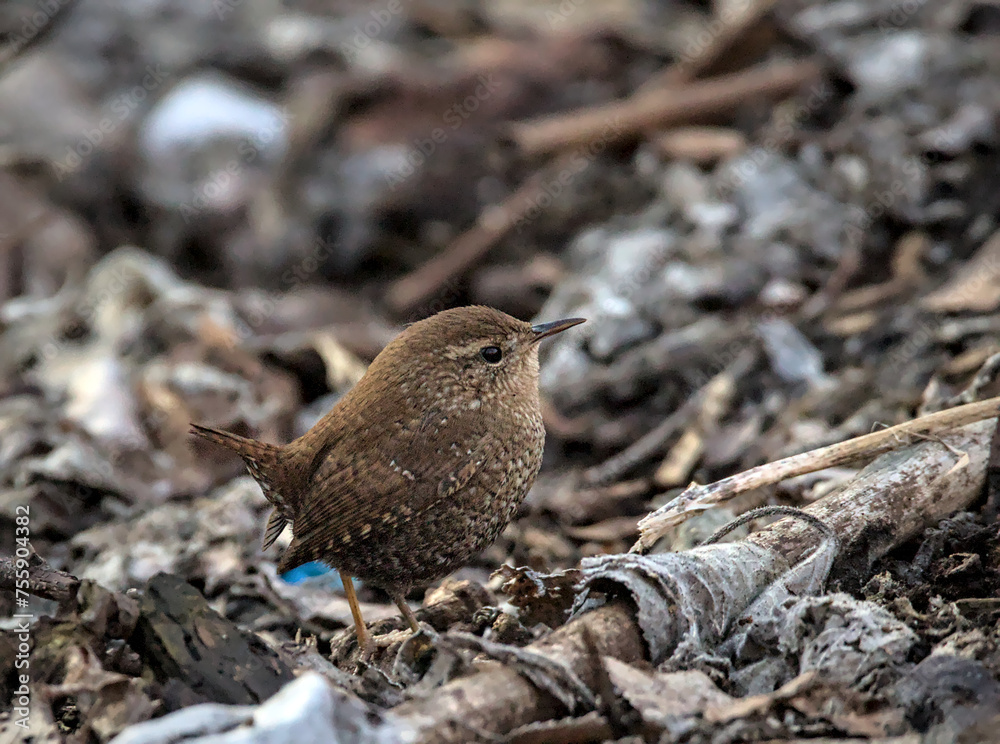 house wren sitting on a pile of leaves on the ground in winter ...