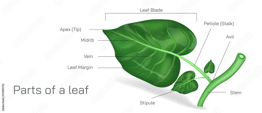 What are the parts of a leaf vector illustration. Realistic leaf vector ...
