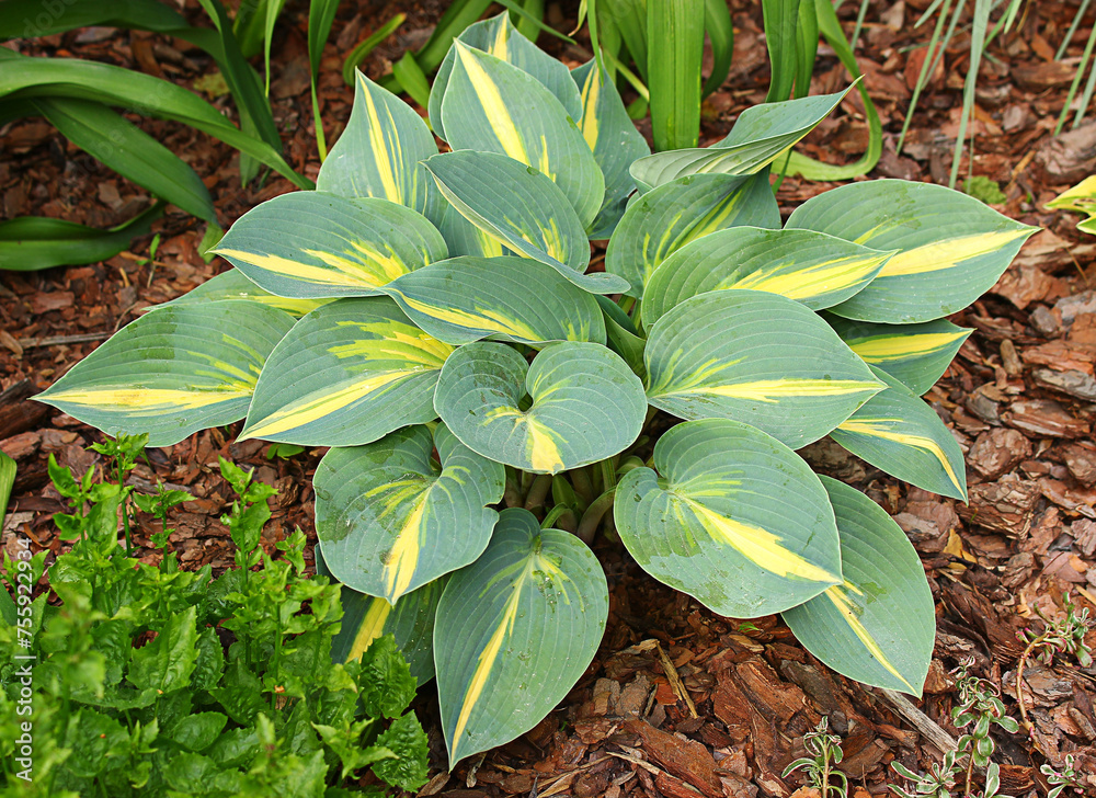 Hosta (funkia) bylina o ozdobnych liściach, odmiana Party Popper Stock ...