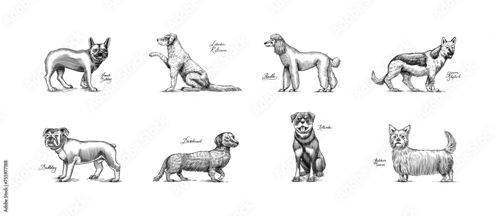 Dogs In This Drawing. Different breeds of domestic animals. Puppy ...