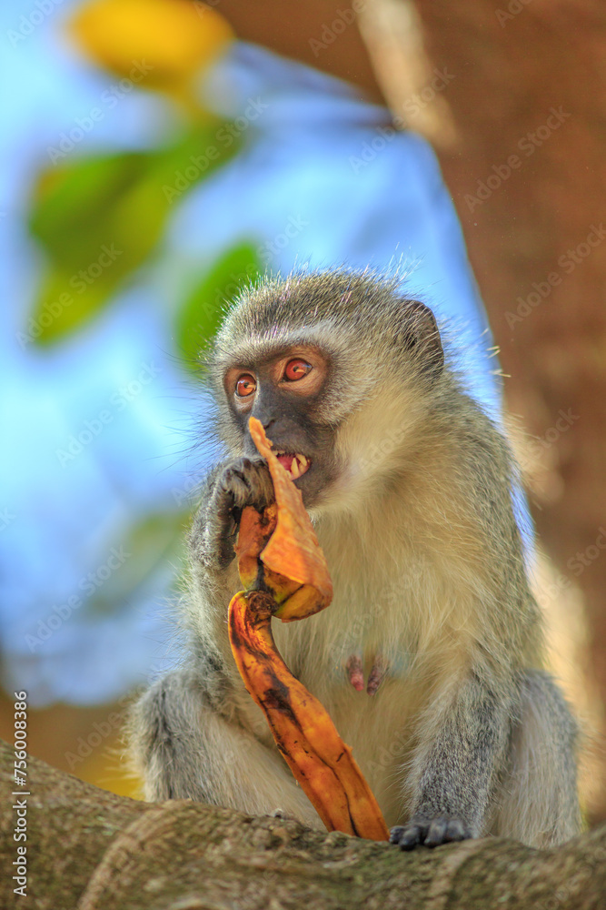 Vertical portrait of Vervet Monkey eating fruit. Chlorocebus ...