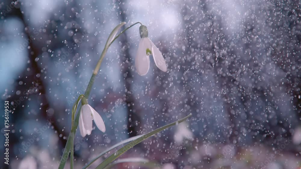 SLOW MOTION, CLOSE UP, DOF: A spring rain starts falling upon a gentle ...