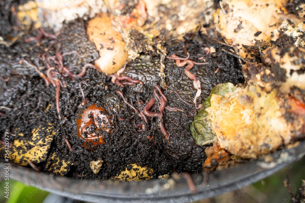 worms in compost pile. making a thermophilic compost with soil biology ...