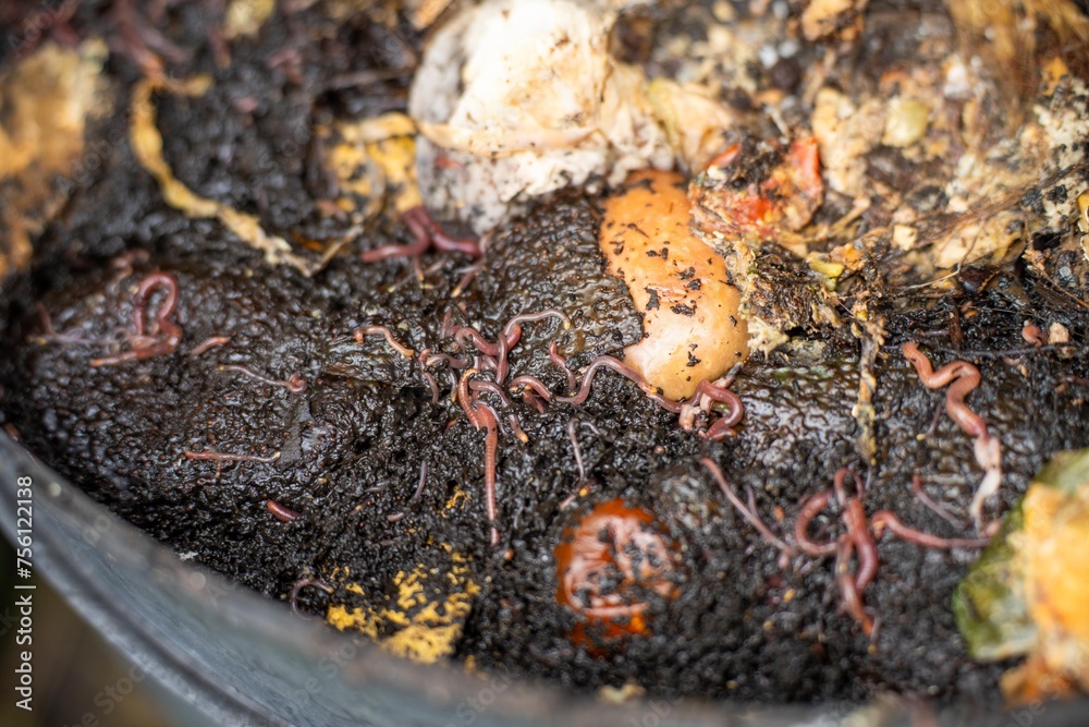 worms in a compost bin in a garden, microorganisms and soil biology ...