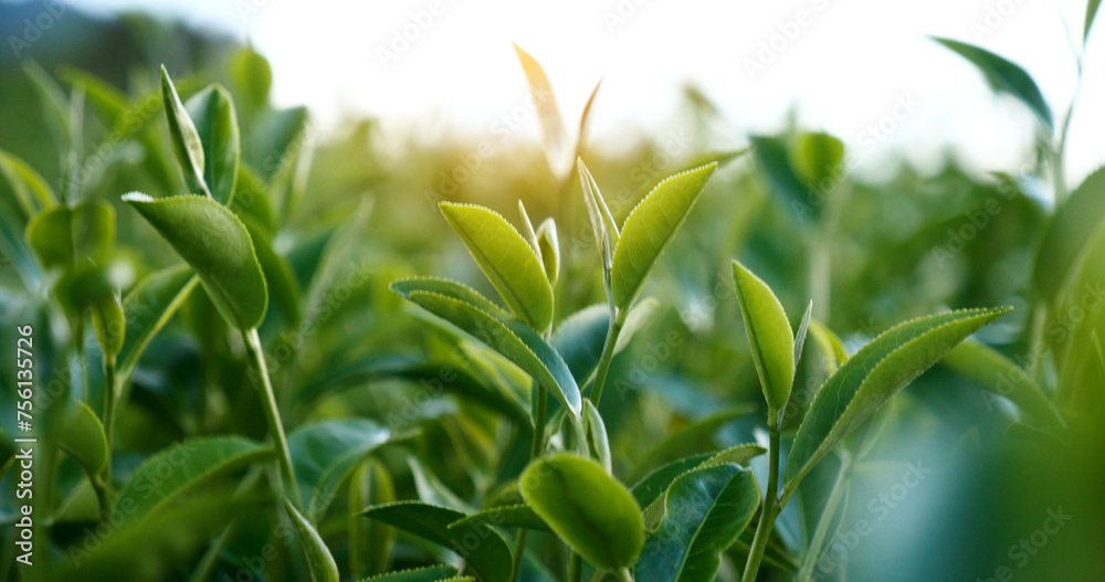 Green tea tree fresh leaves in eco herbal farm. Tree tea plantations in ...