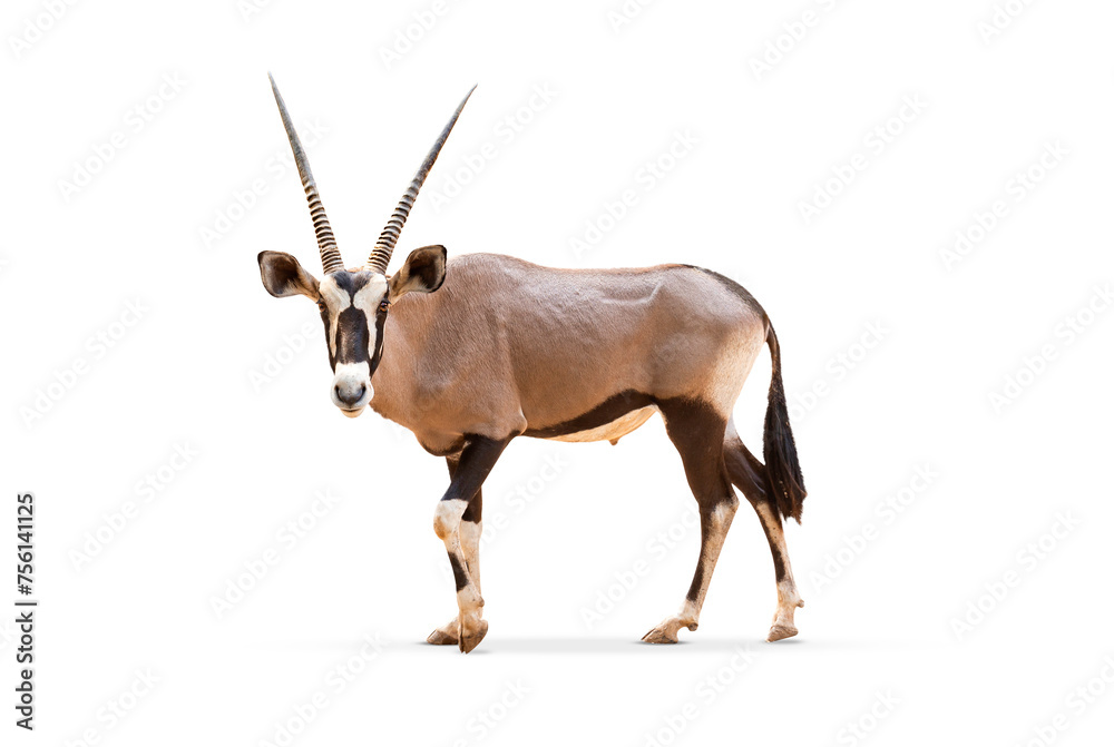Wild Arabian Oryx leucoryx,Oryx gazella or gemsbok isolated on white ...