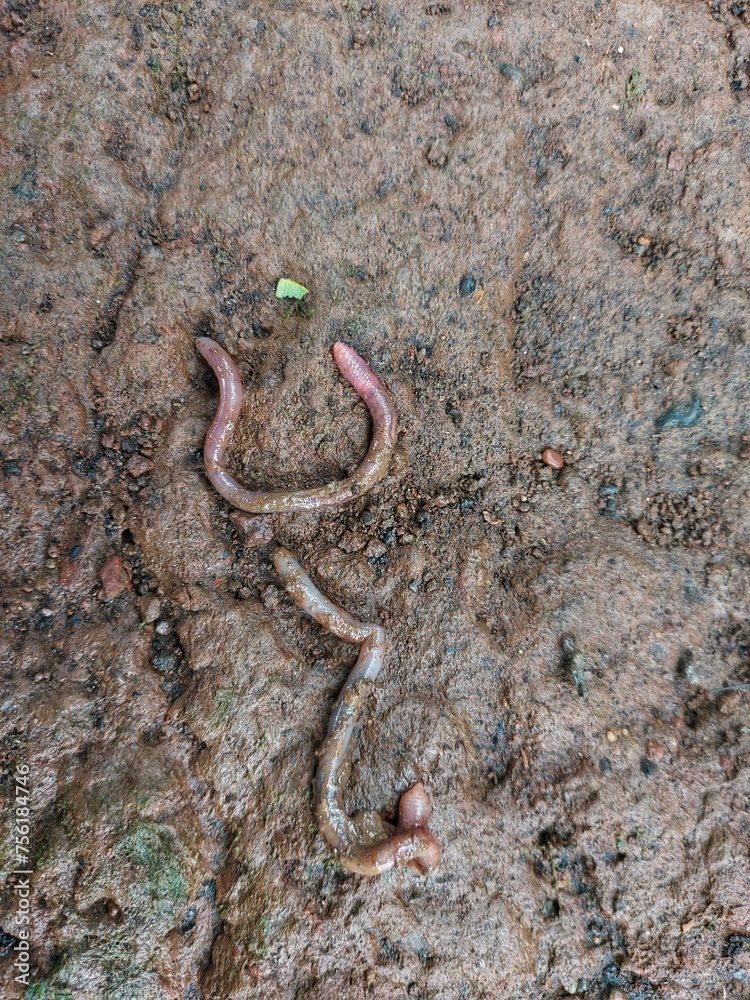 Earthworms are tube-shaped, segmented worms in the phylum Annelida ...