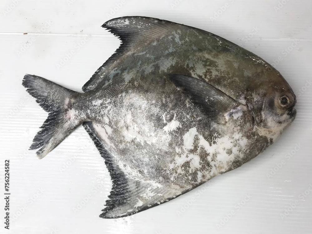 fresh raw cold seafood black white pomfret whole fish ikan head, fillet ...