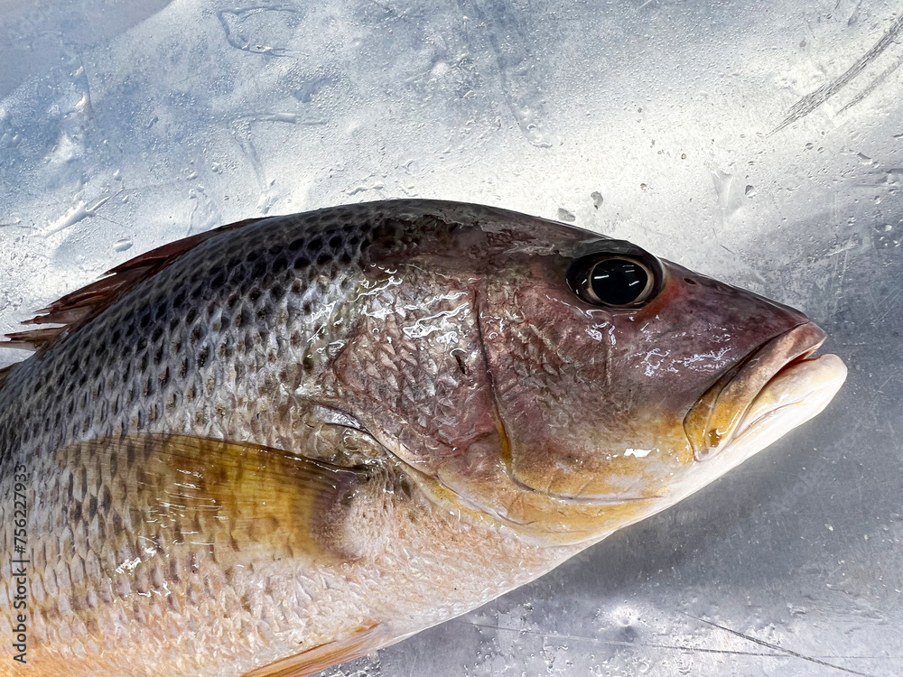 fresh raw cold seafood white red green snapper whole fish ikan head ...