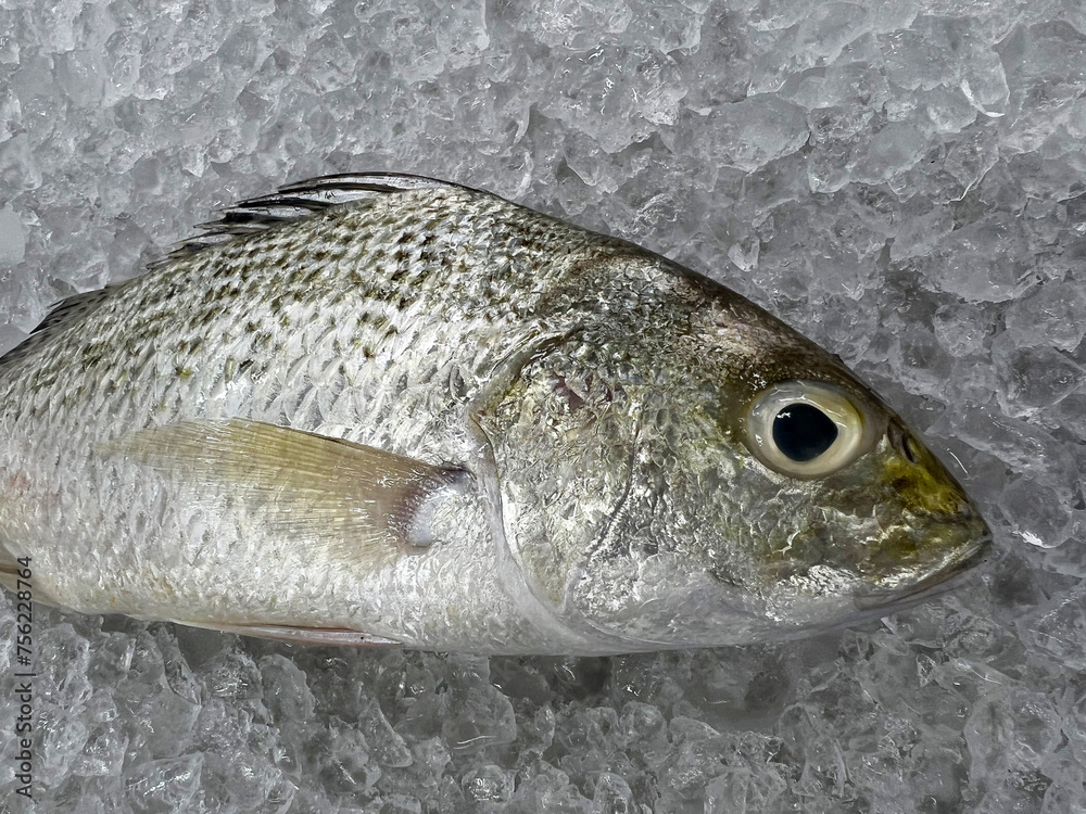 fresh raw cold seafood grey color expensive sea bass whole fish ikan ...
