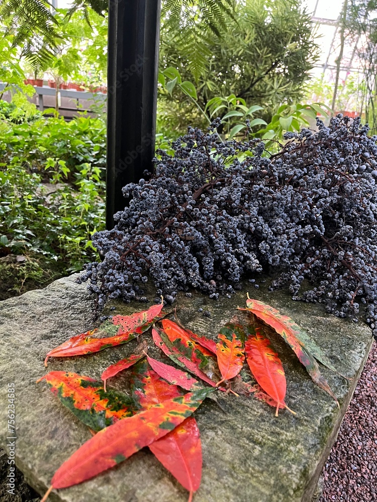 Chinese windmill palm, Trachycarpus fortunei, windmill palm or Chusan ...