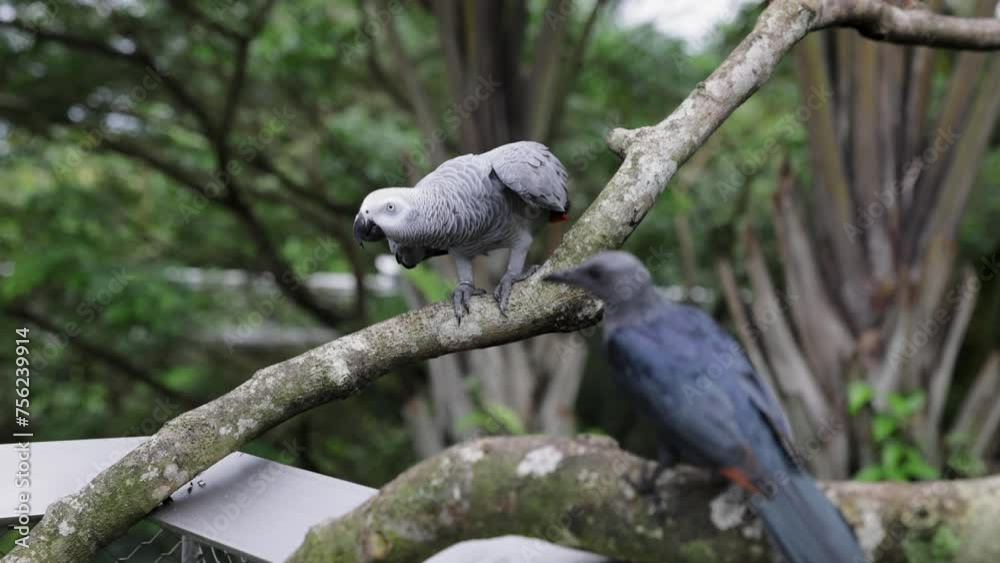 African Grey parrot gracefully moving along a branch beside another ...