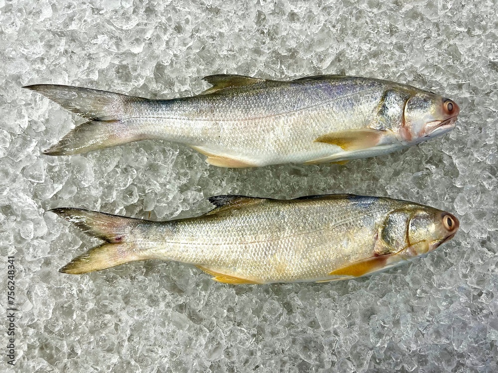 fresh raw cold seafood Indian threadfin whole fish ikan head, fillet ...