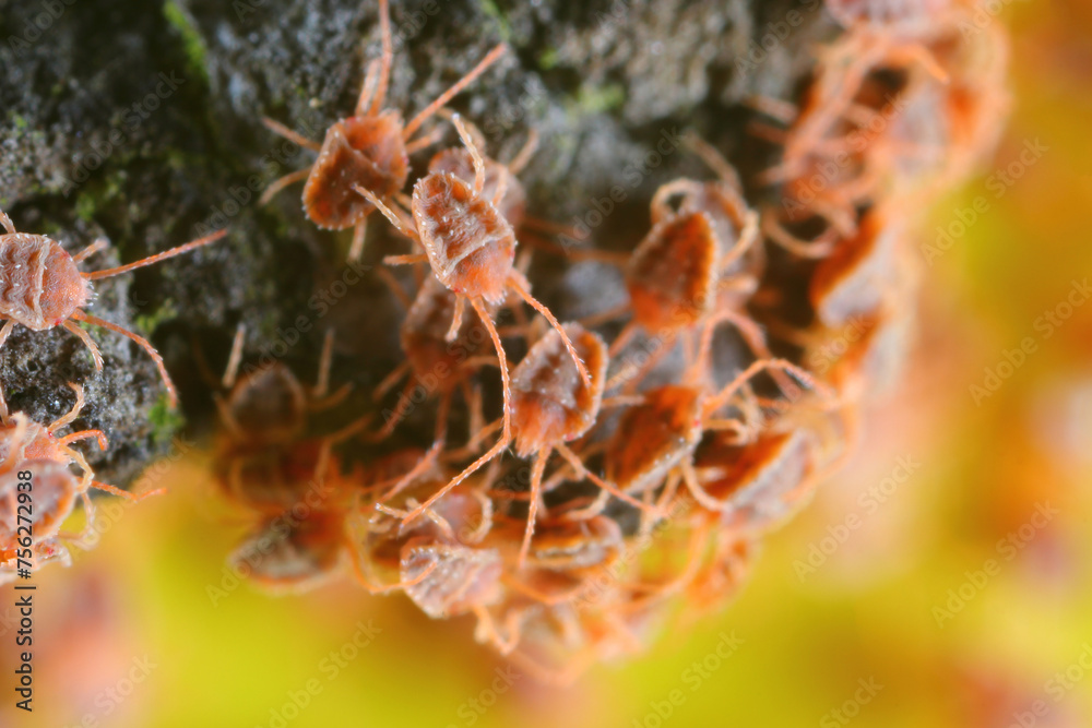 Mass group Mites of genus Bryobia in the spider mite family ...