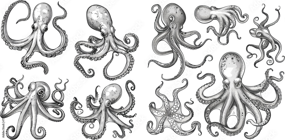 Sketch octopuses. Hand drawn squid animal, octopus with tentacles ...