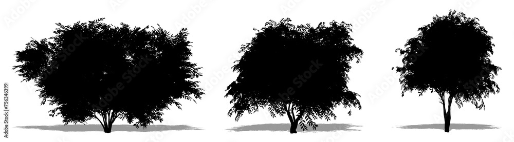 Set or collection of Black Elder trees as a black silhouette on white ...