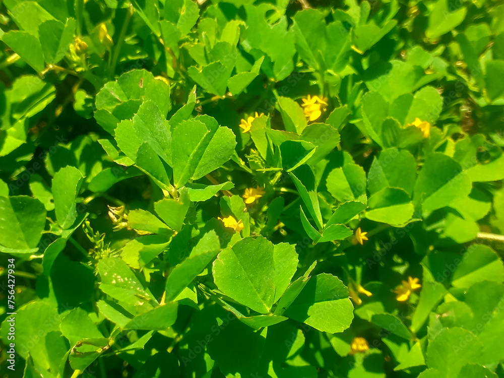 Bunch of burr Medic plants also known as Bur-clover, California ...