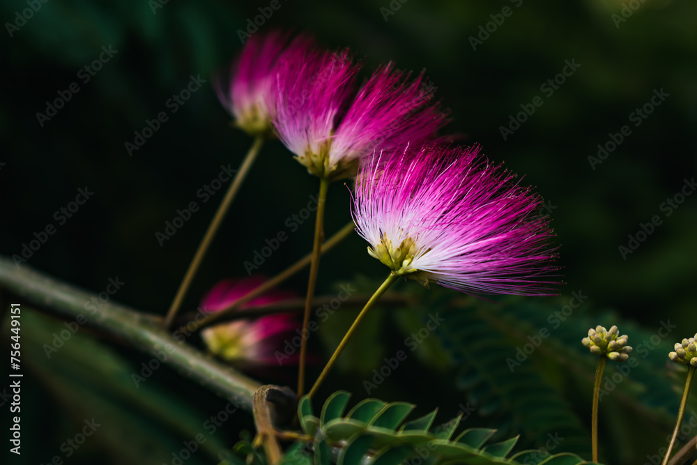 Pink flowers on albizia julibrissin tree, the persian silk tree, pink ...
