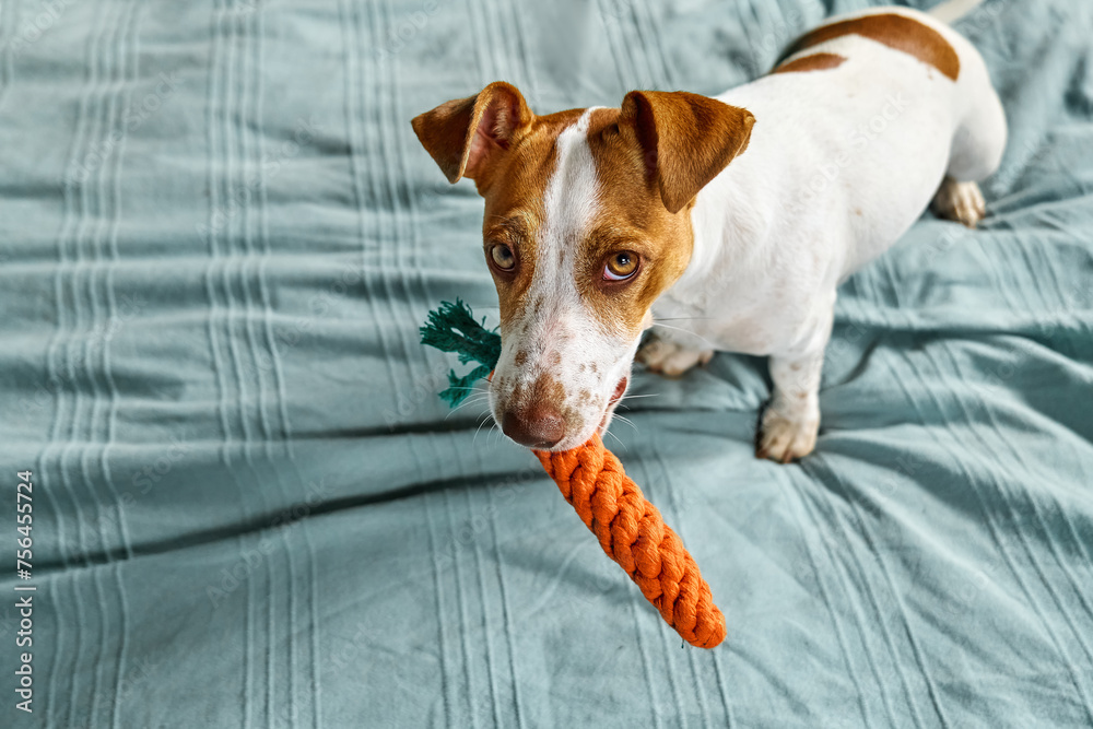 Jack Russell Terrier dog holding carrot toy in his mouth and inviting ...