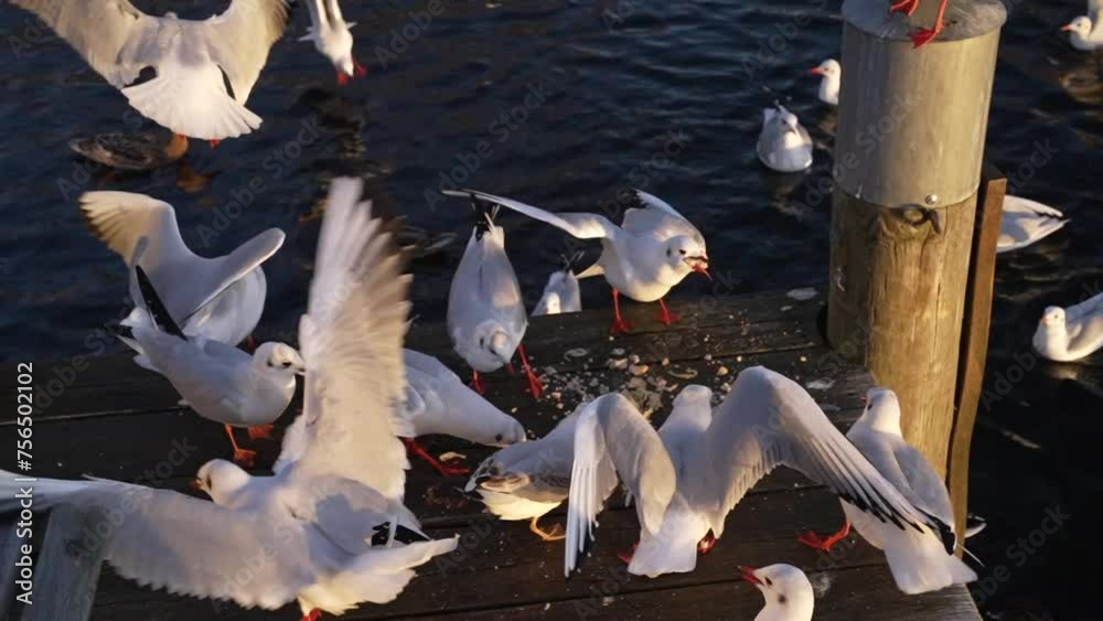 Seagull feeding - Very friendly seagull takes bread, Feeding Bird ...