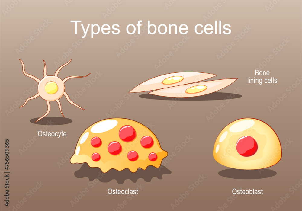 Types of bone cells. Osteocyte, lining cells, osteoblast, osteoclast ...