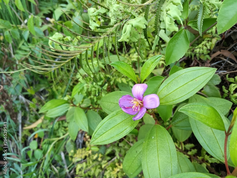 Melastoma malabathricum, This plant is native to Indomalaya, Japan and ...