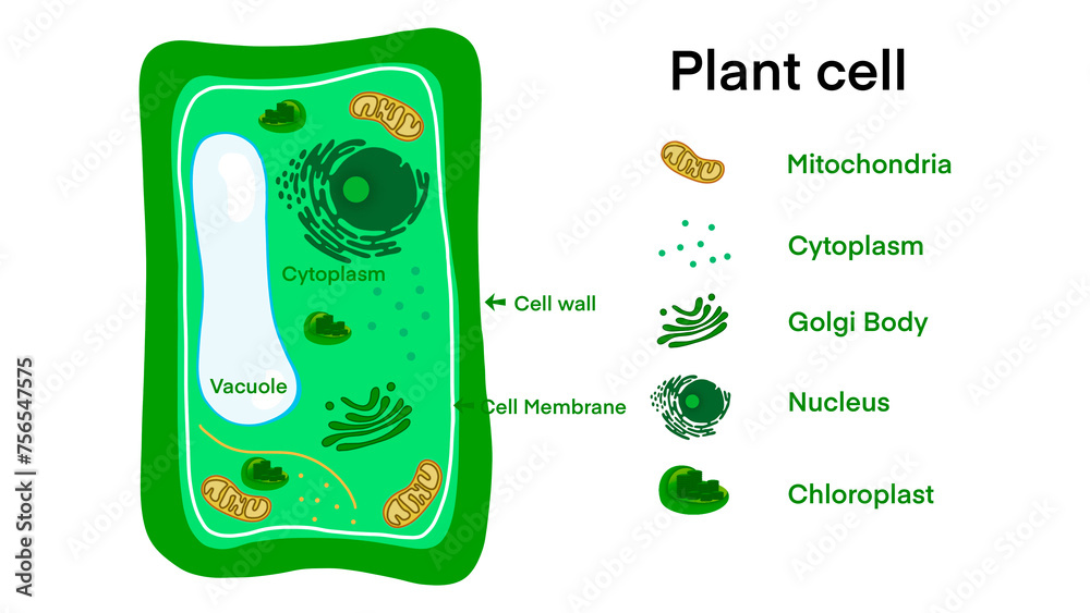 Plant cell anatomy, Illustration of the Plant cell anatomy structure ...