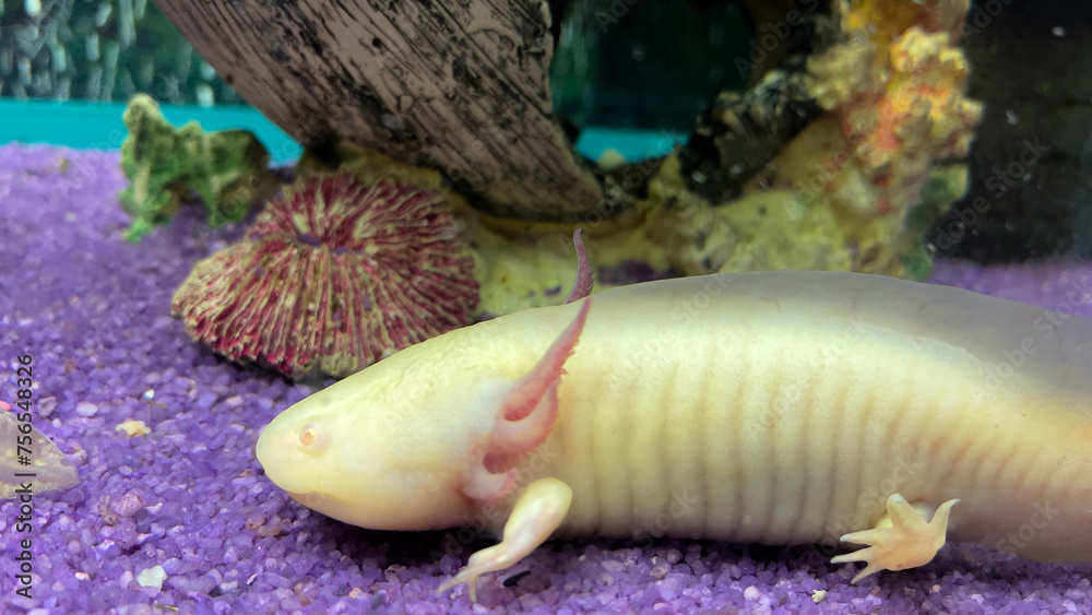 Axolotl Mexican underwater walking fish salamander in aquarium Stock ...