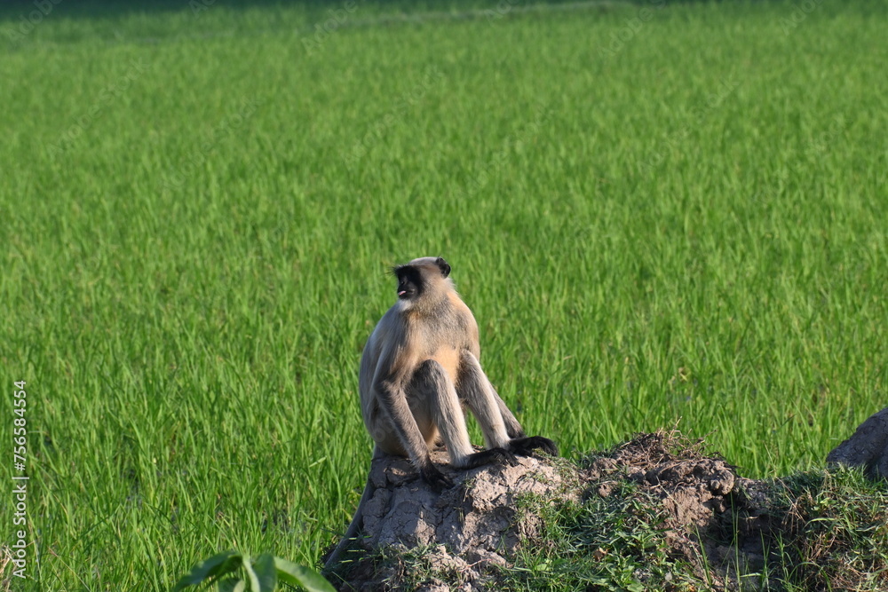 An Indian Langur monkey is seen sitting on a bund wall of an ...