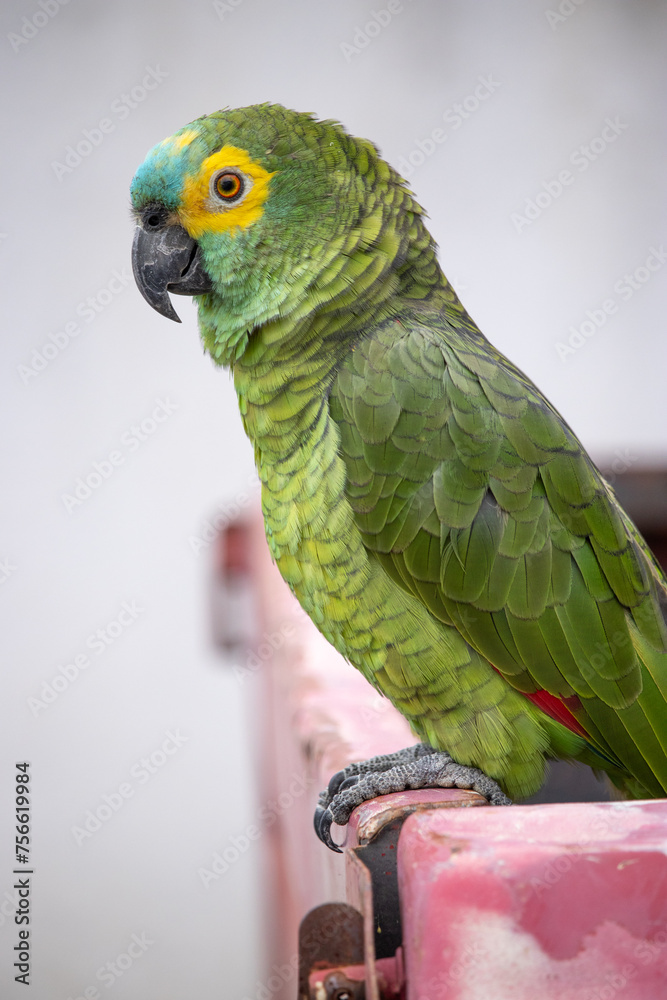 Amazona aestiva, commonly known as papagaio-verdadeiro, is a bird from ...