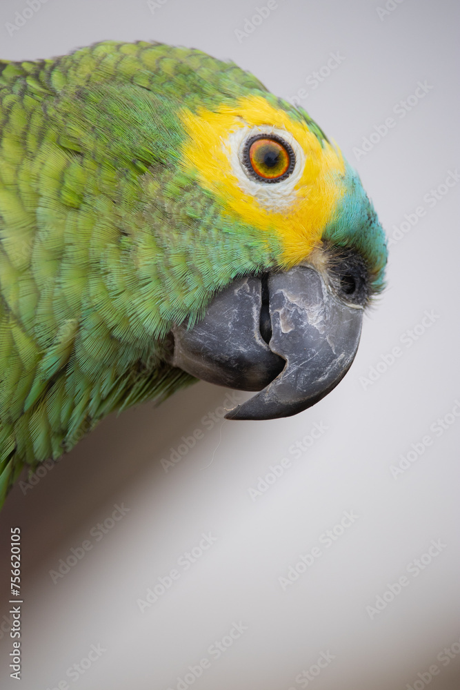 Amazona aestiva, commonly known as papagaio-verdadeiro, is a bird from ...