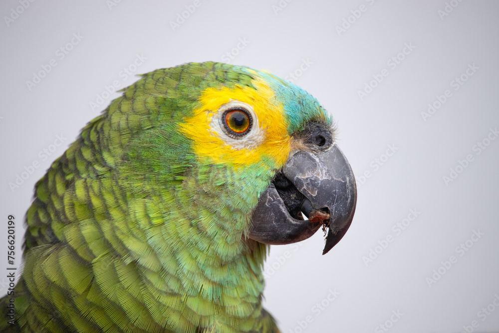 Amazona aestiva, commonly known as papagaio-verdadeiro, is a bird from ...
